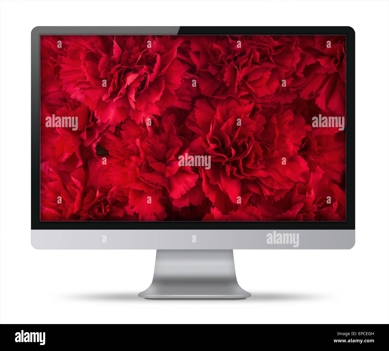 Carnation display Cut Out Stock Images & Pictures - Alamy