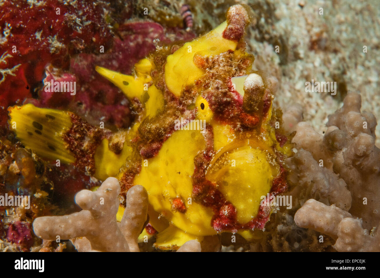 Anglerfish hi-res stock photography and images - Alamy