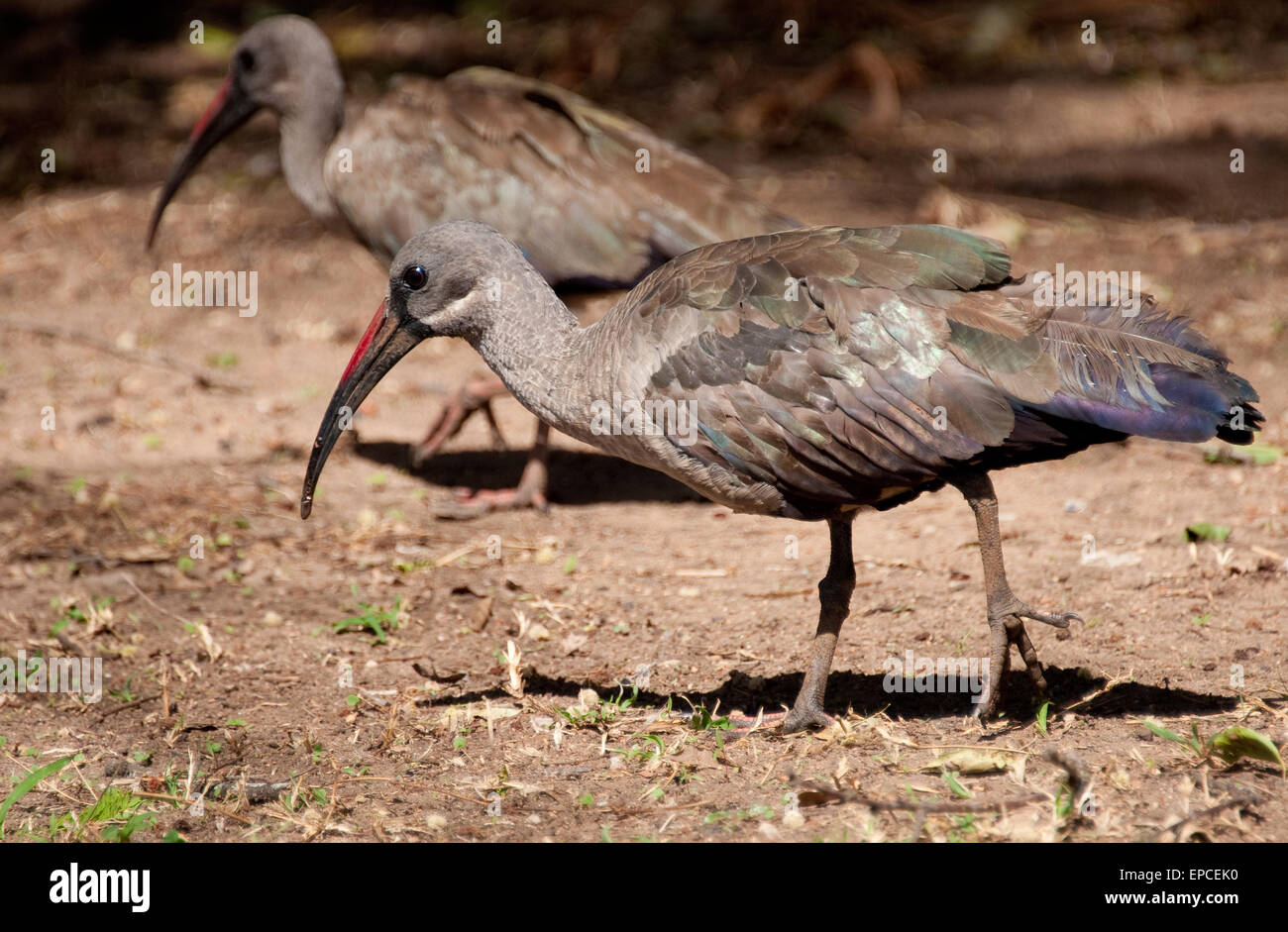 Hadeda Ibis, Kruger National Park, South Africa Stock Photo - Alamy