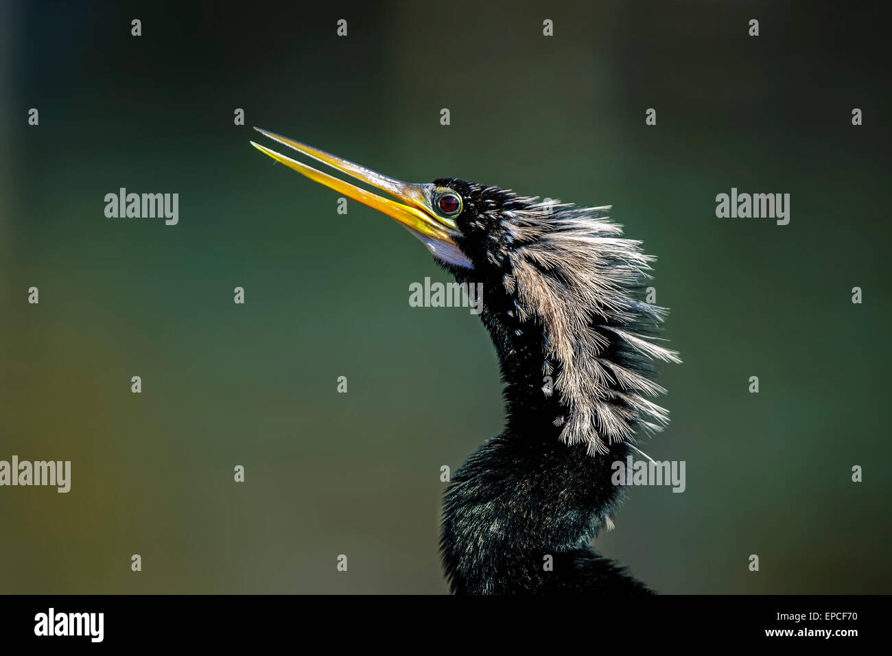 anhinga, anhinga anhinga Stock Photo - Alamy