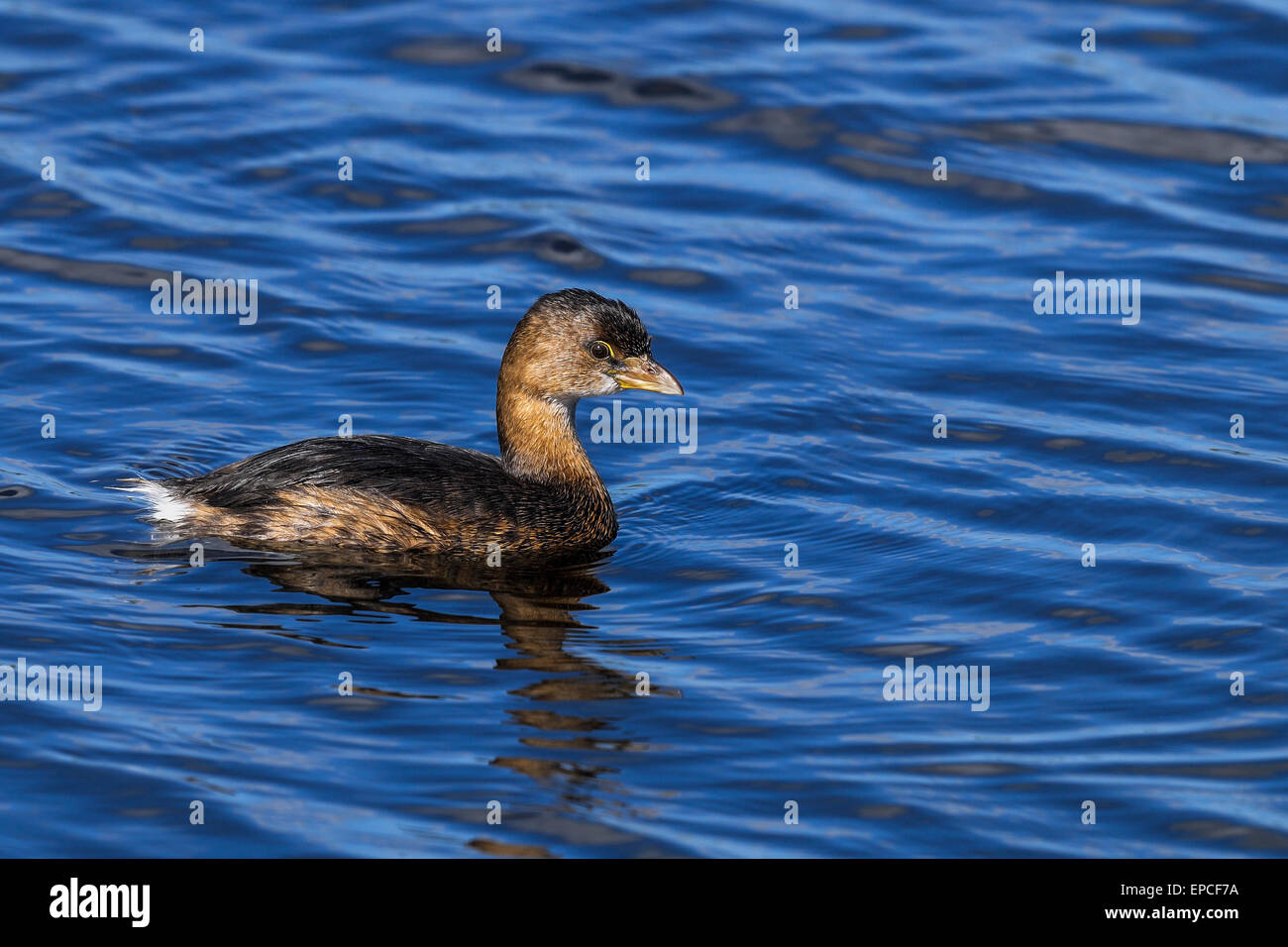 pied-billed grebe, podilymbus podiceps Stock Photo - Alamy