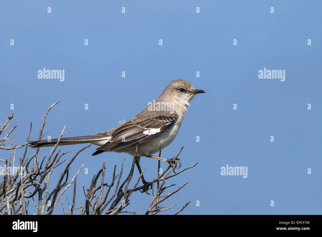 Mockingbird hi-res stock photography and images - Alamy