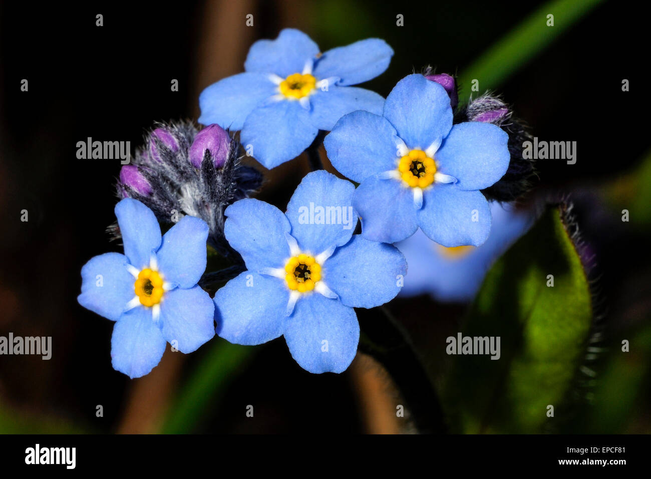 Wood forget me not flowers myosotis sylvatica hi-res stock photography ...