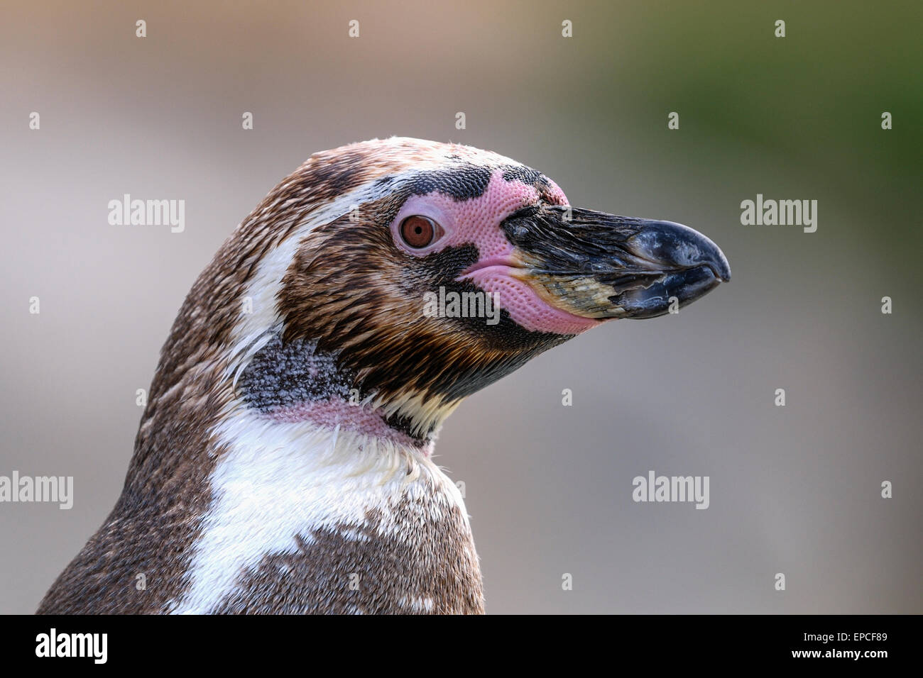 Penguin face hi-res stock photography and images - Alamy