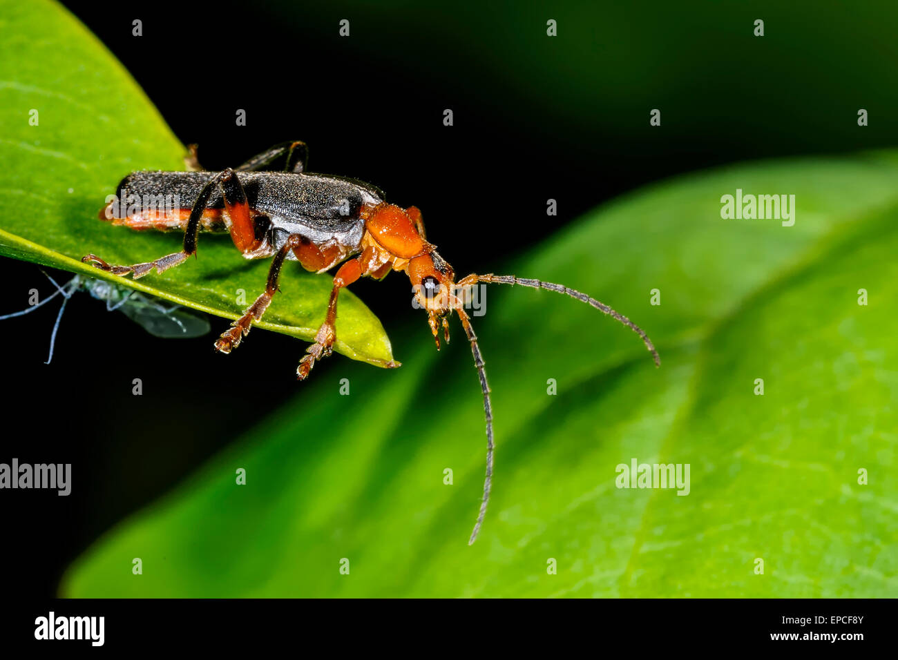 Pellucida hi-res stock photography and images - Alamy