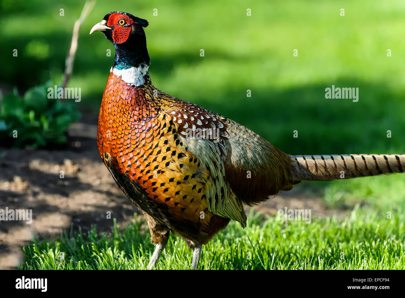 common pheasant, phasianus colchicus Stock Photo, Royalty Free Image ...