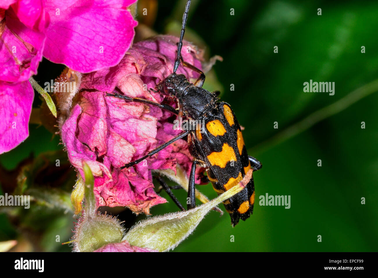four-banded longhorn beetle, leptura quadrifasciata Stock Photo - Alamy