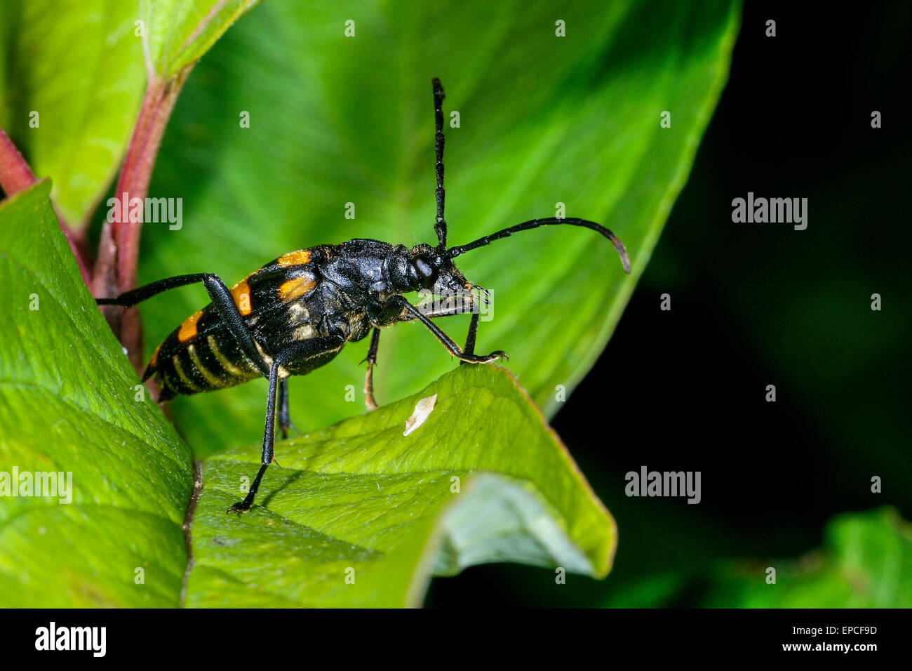four-banded longhorn beetle, leptura quadrifasciata Stock Photo - Alamy