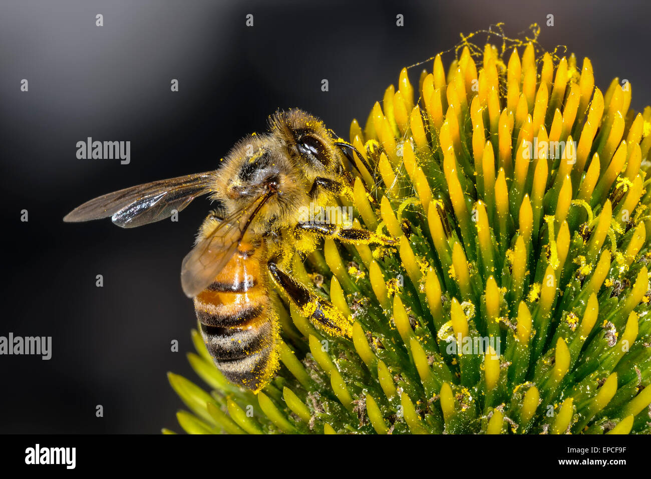 Apis mellifera the honey bee hi-res stock photography and images - Alamy