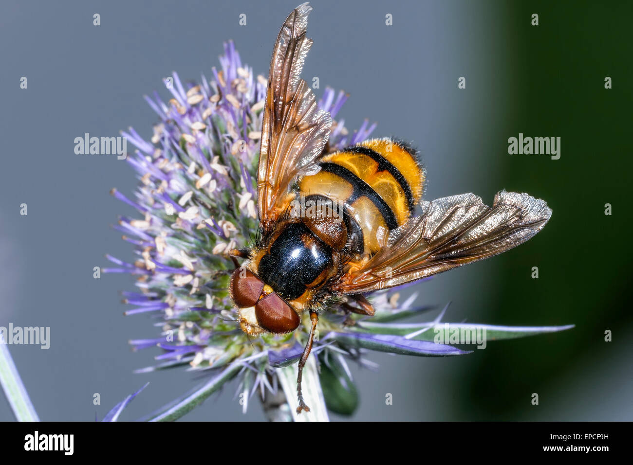 Volucella inanis hi-res stock photography and images - Alamy