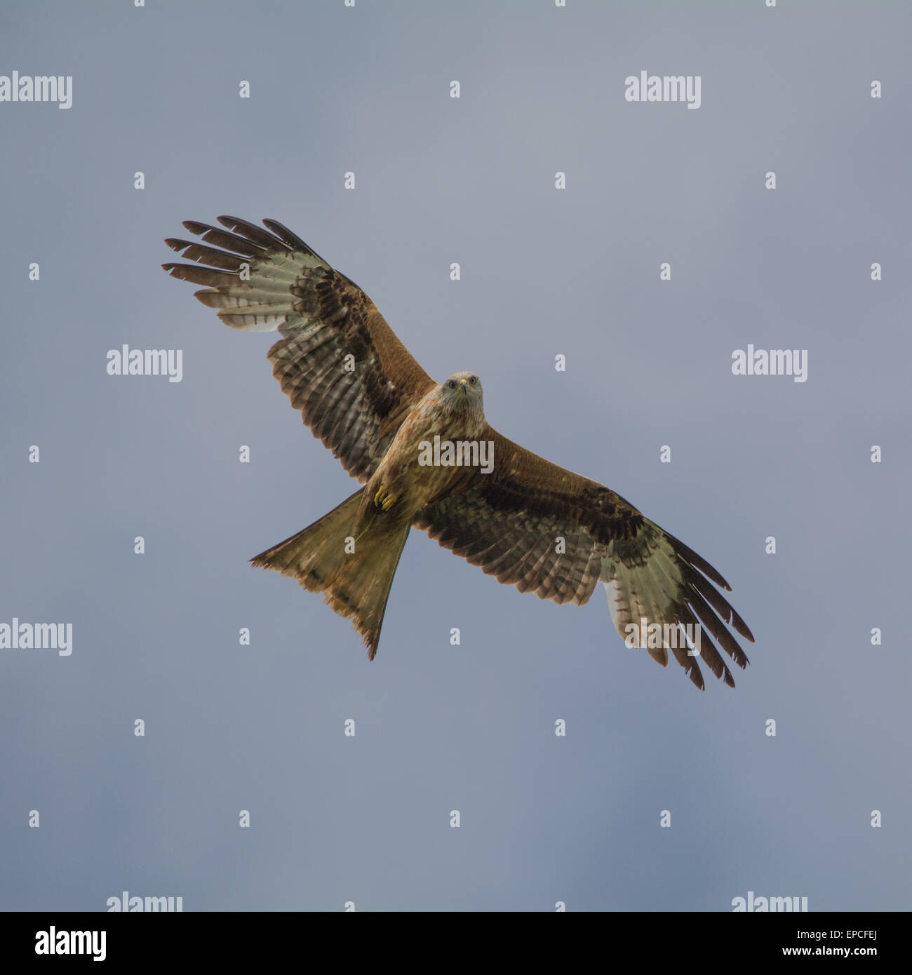red kite bird soaring overhead looking down Stock Photo - Alamy