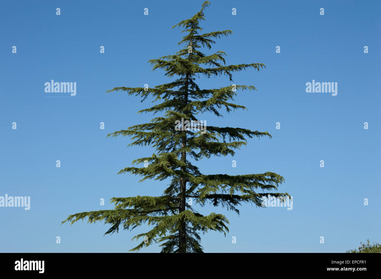 a big tree Stock Photo - Alamy