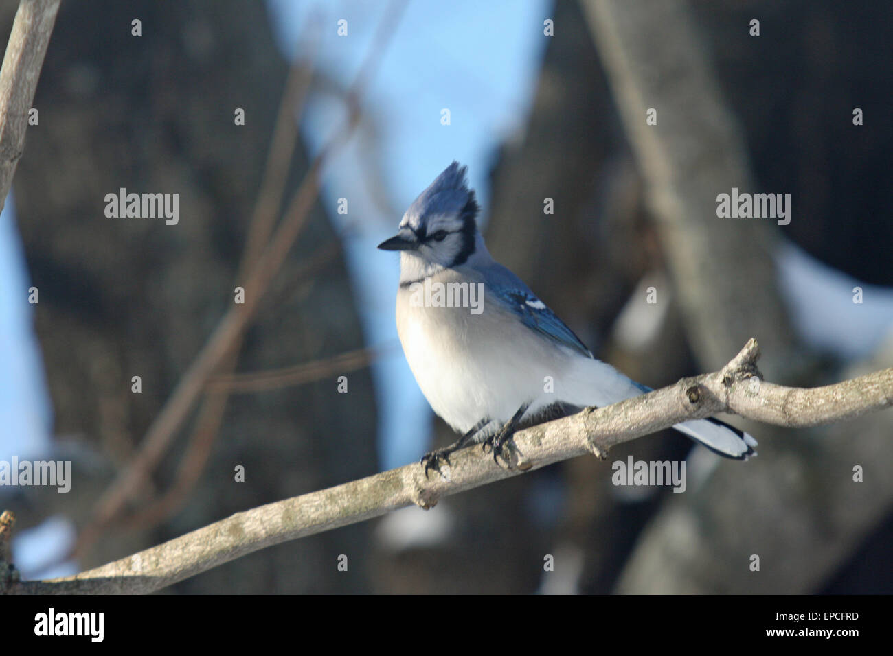 Male blue jay hi-res stock photography and images - Alamy