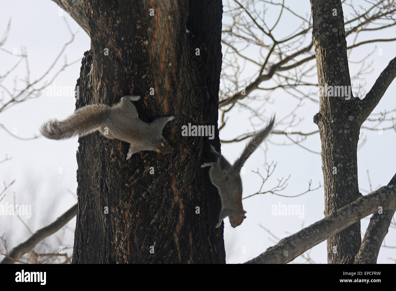 Grey squirrels playing hi-res stock photography and images - Alamy