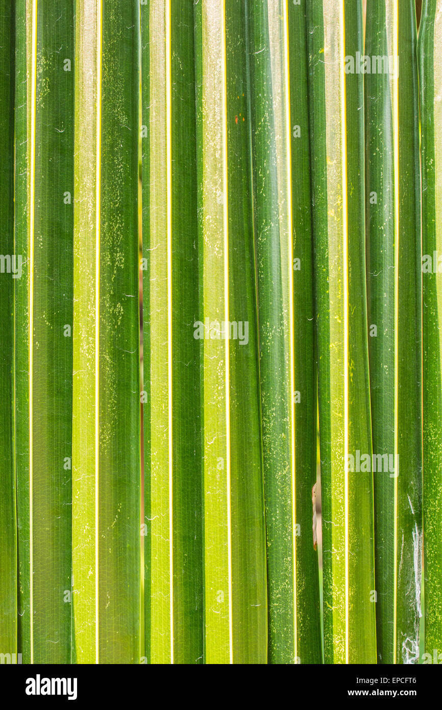 Coconut Tree Leaves Texture