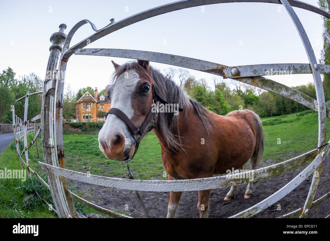Pony looking through a white wrought iron fence Stock Photo - Alamy