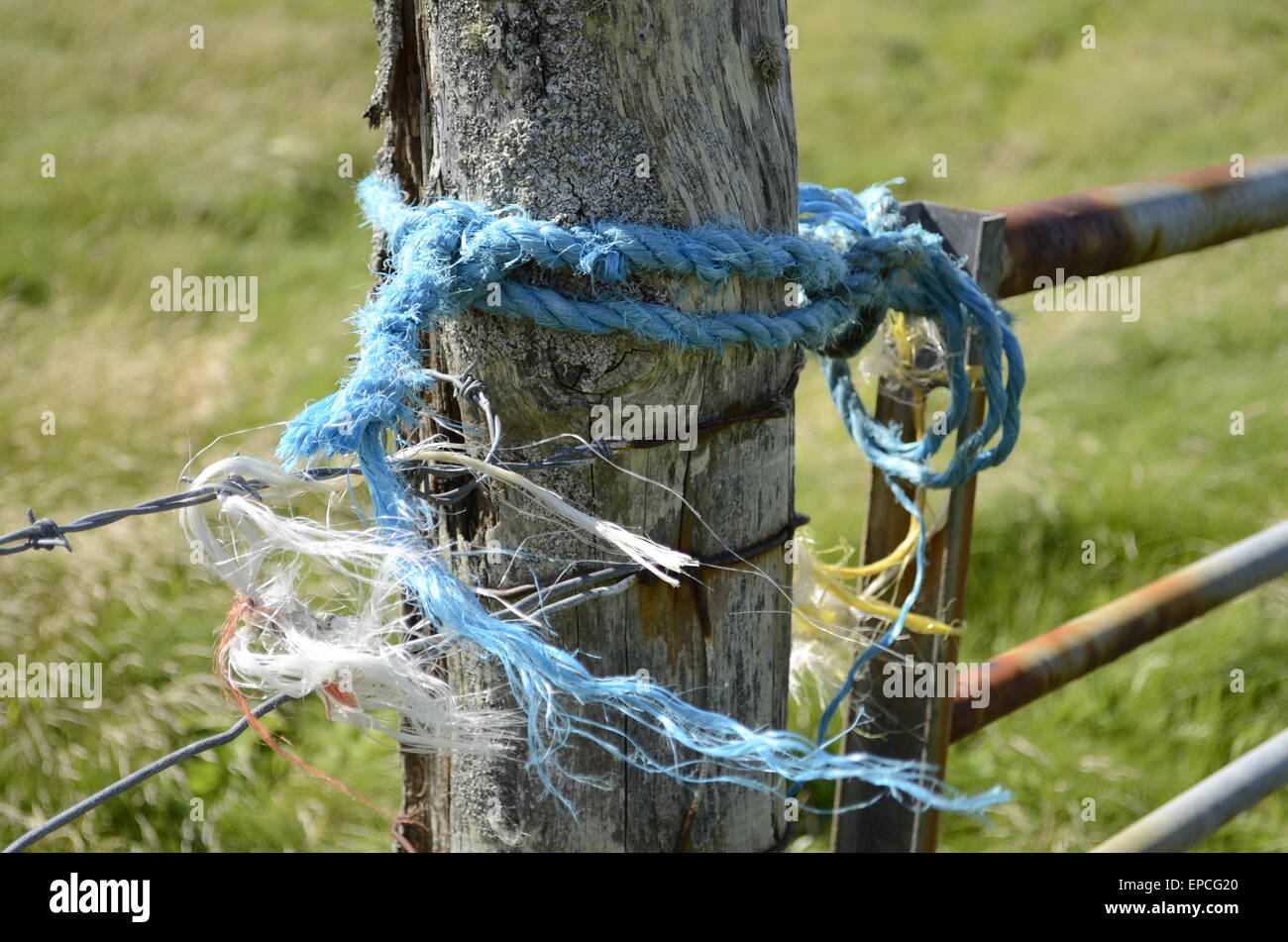 Tattered blue rope holding shut a farm gate in the Isle of Lewis ...