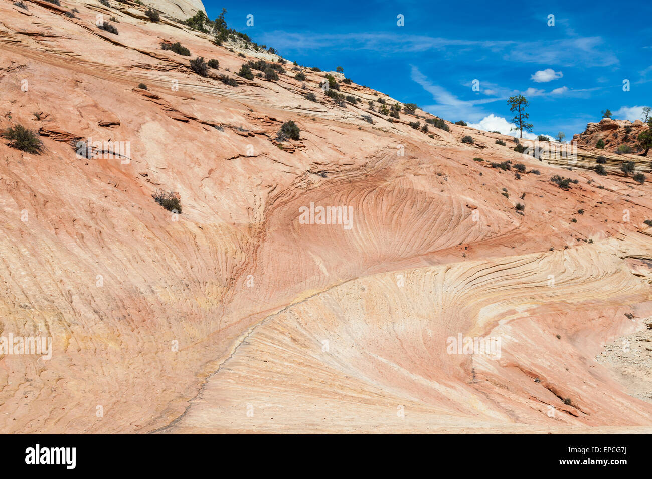 Pinky rocky waves in Zion National Park, USA Stock Photo - Alamy
