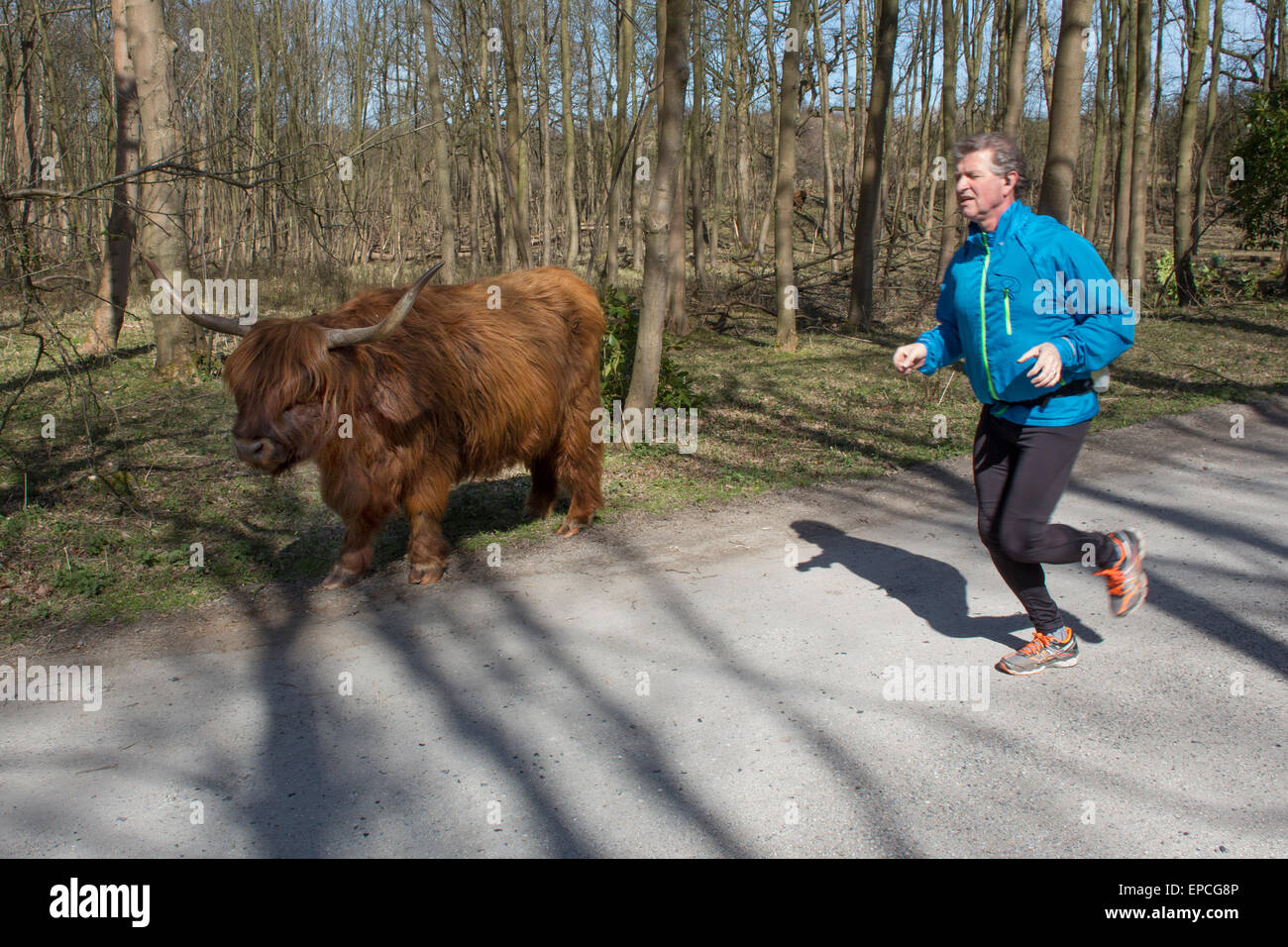 Highland cow running scotland hi-res stock photography and images - Alamy