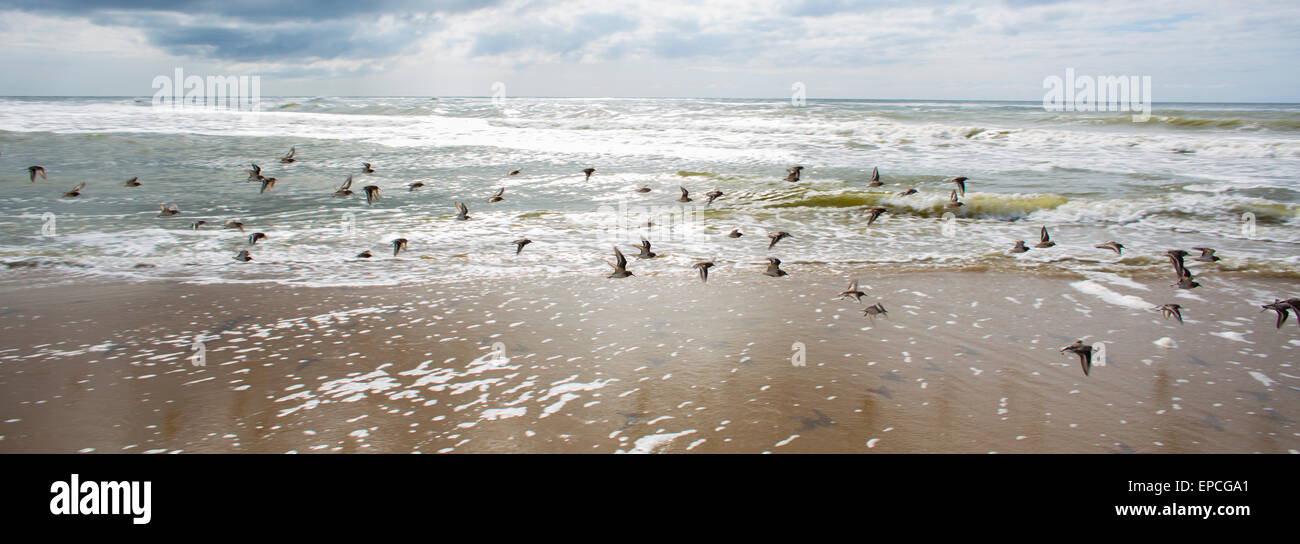 Birds of the north hi-res stock photography and images - Alamy