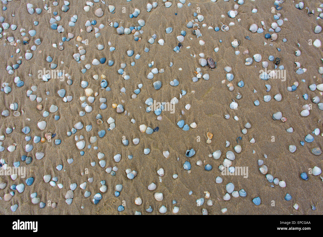 Dead sea shell hi-res stock photography and images - Alamy