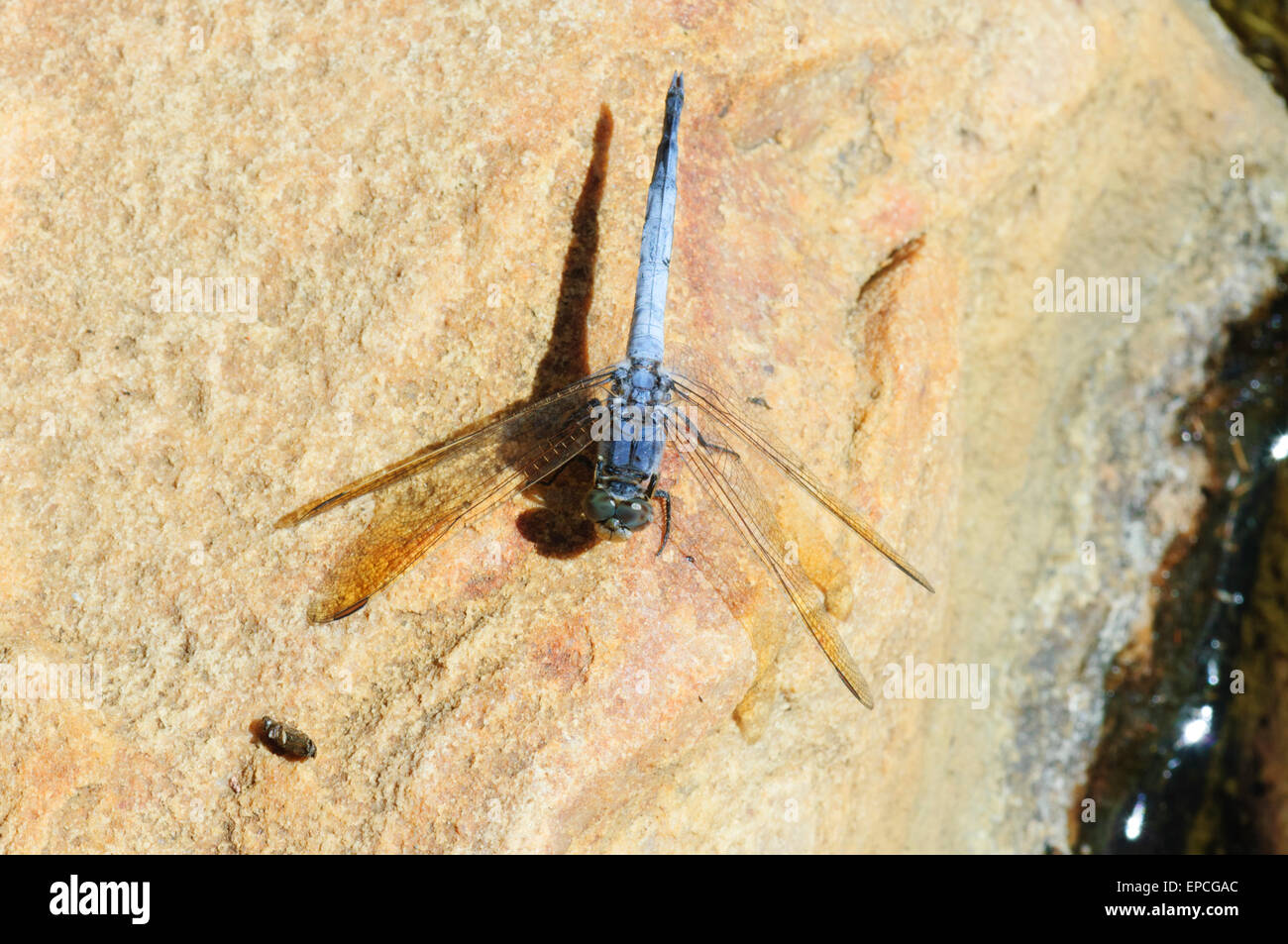 Blue Skimmer (Orthetrum caledonicum), Charnley River Station, Kimberley ...
