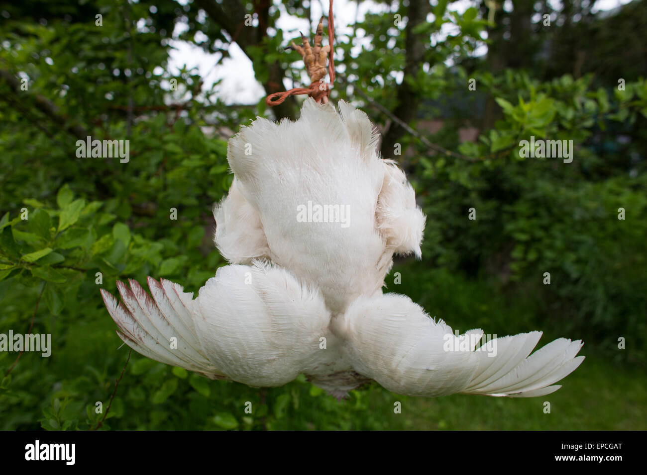 Dead chicken hi-res stock photography and images - Alamy