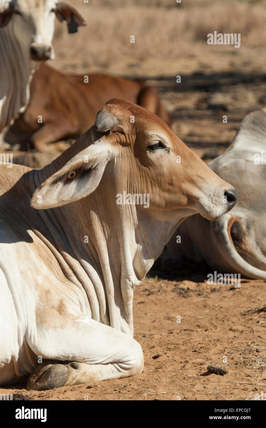 White Brahman Cattle, Charnley River Station, Kimberley Region, Western ...