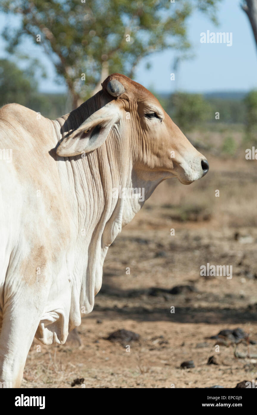 White Brahman Cattle, Charnley River Station, Kimberley Region, Western ...