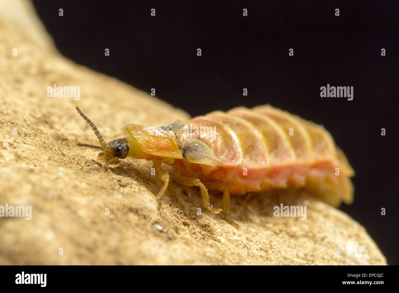Wingless Female glow-worm Stock Photo - Alamy