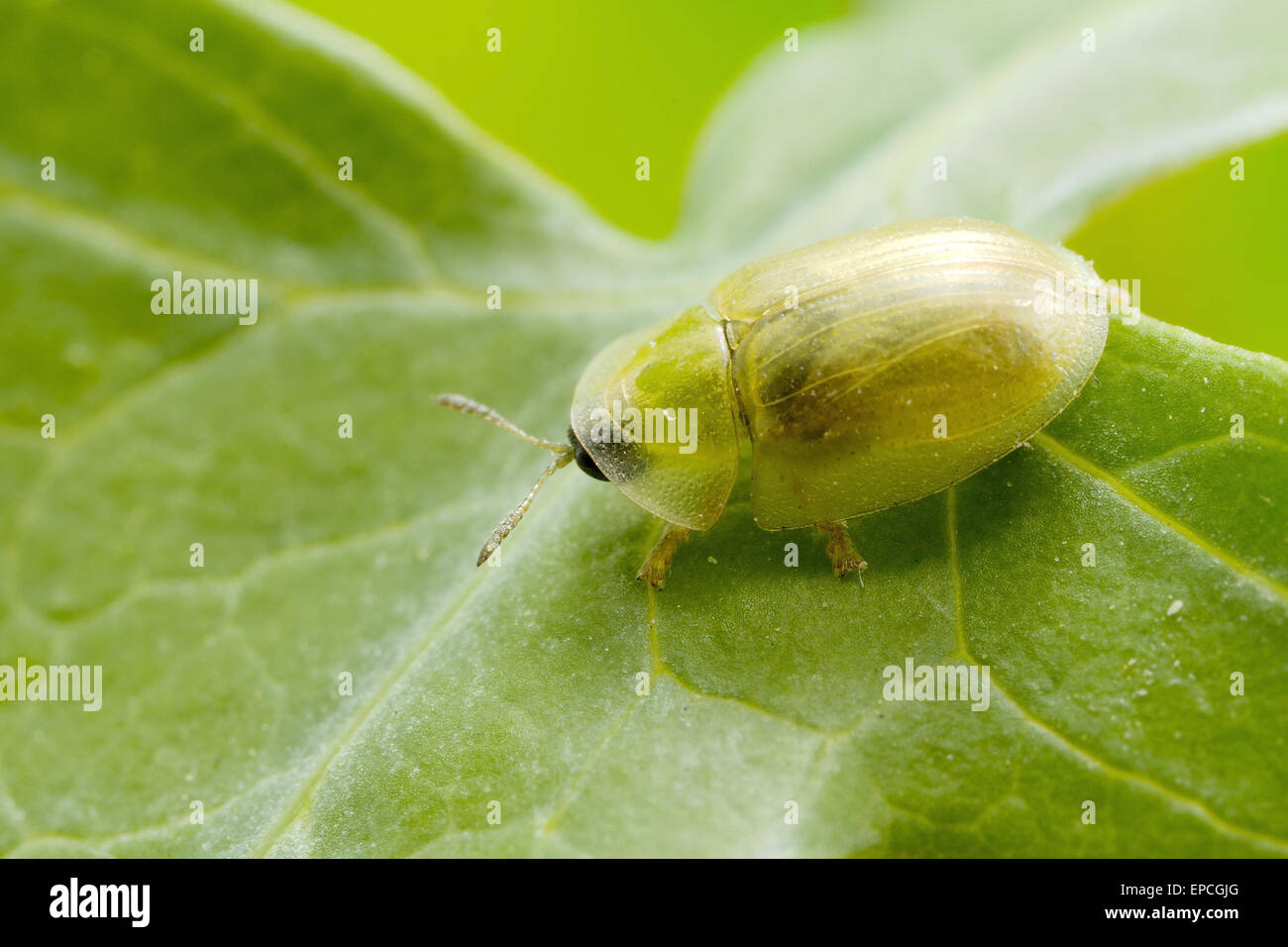 Tortoise shell beetle Stock Photo - Alamy