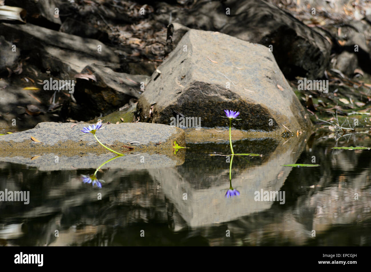 Blue Water Lily (Nymphaea violacea) reflected in a Pond, Charnley River ...