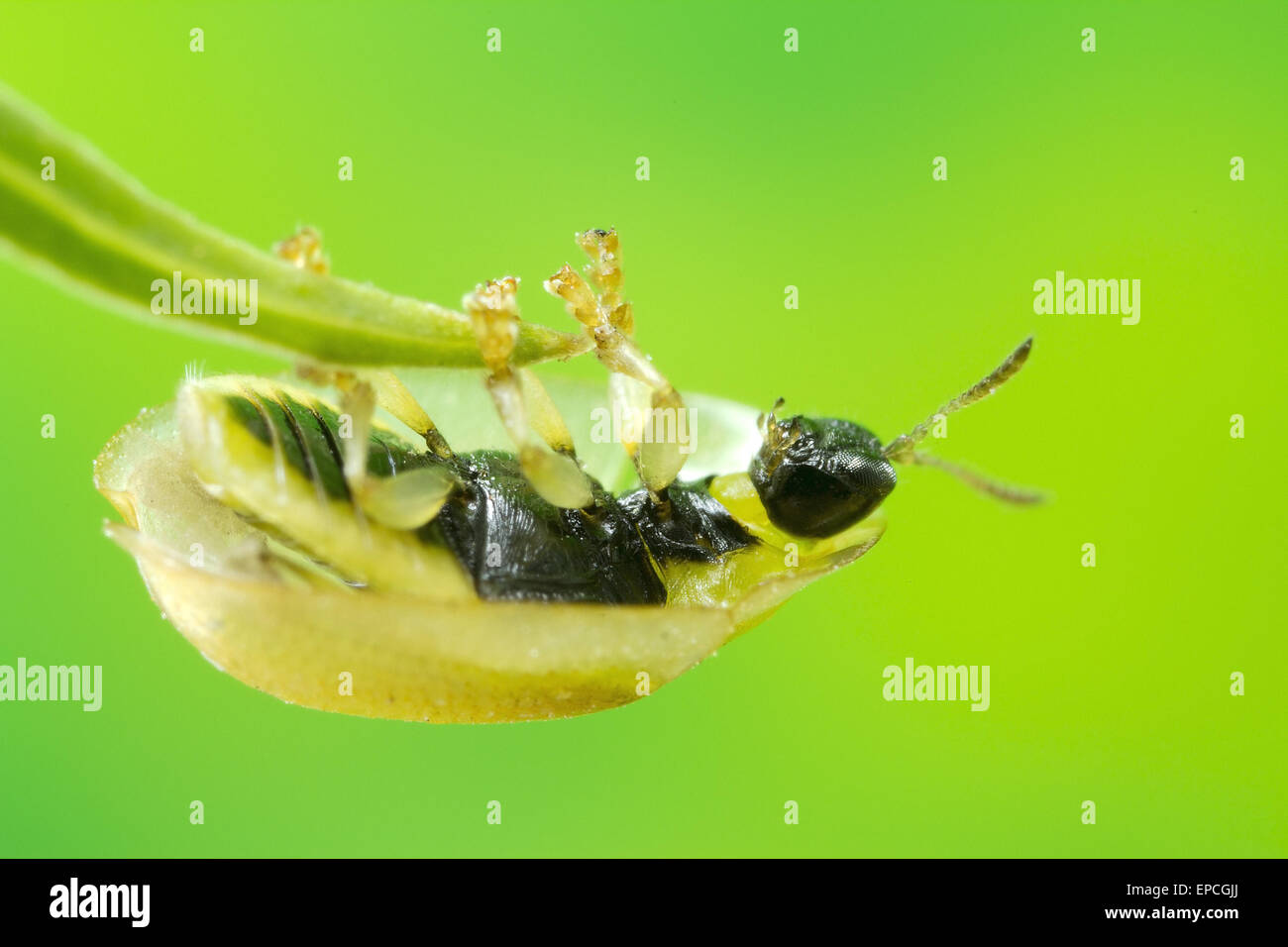 Tortoise shell beetle Stock Photo - Alamy