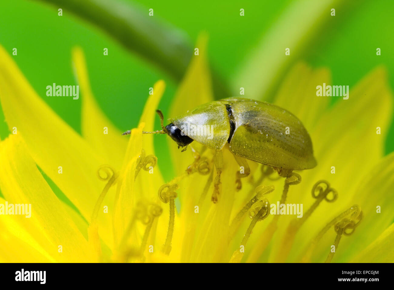 Tortoise shell beetle Stock Photo - Alamy