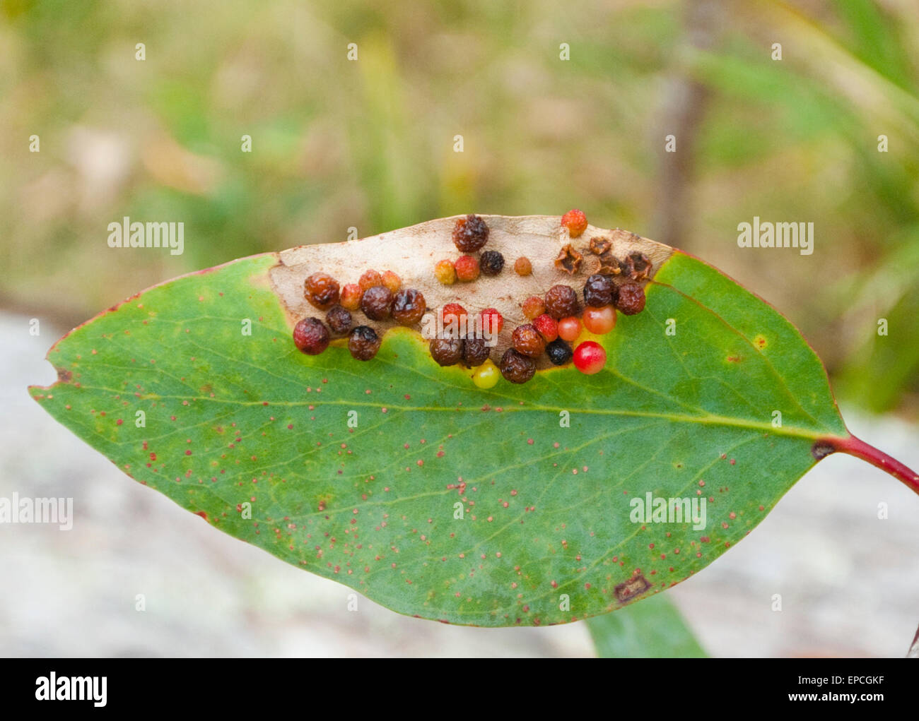 Galls on leaf hi-res stock photography and images - Alamy