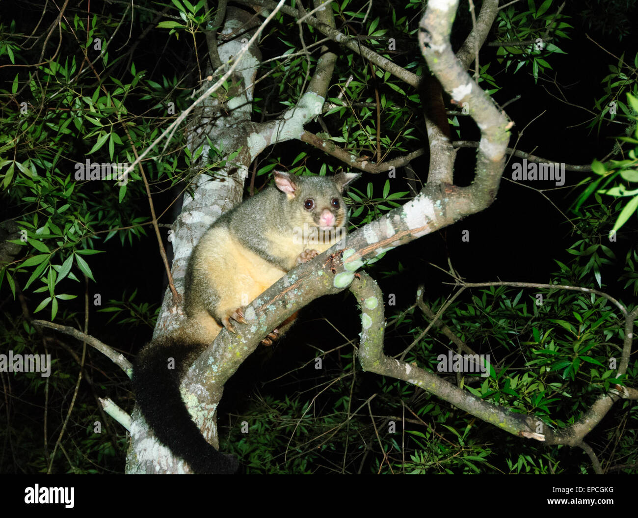 Common Brushtail Possum (Trichosurus vulpecula), Barrington Tops ...