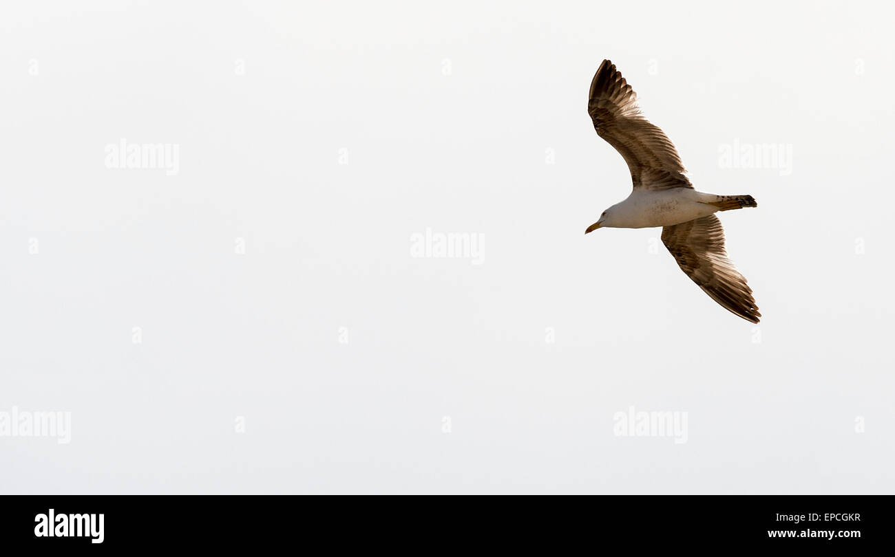 flying seagull with almost white background Stock Photo - Alamy