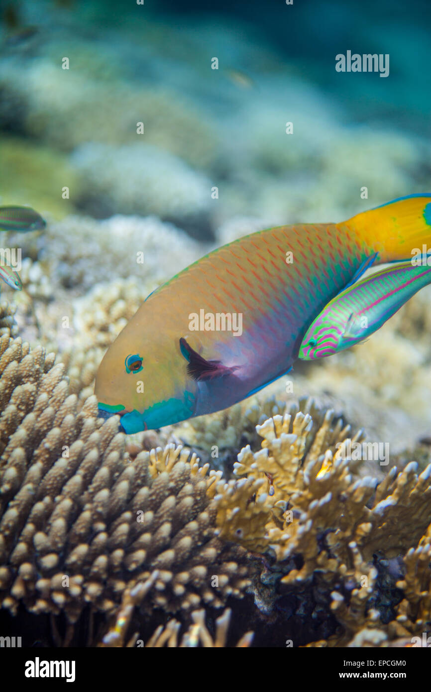 Blue and yellow chromis hi-res stock photography and images - Alamy