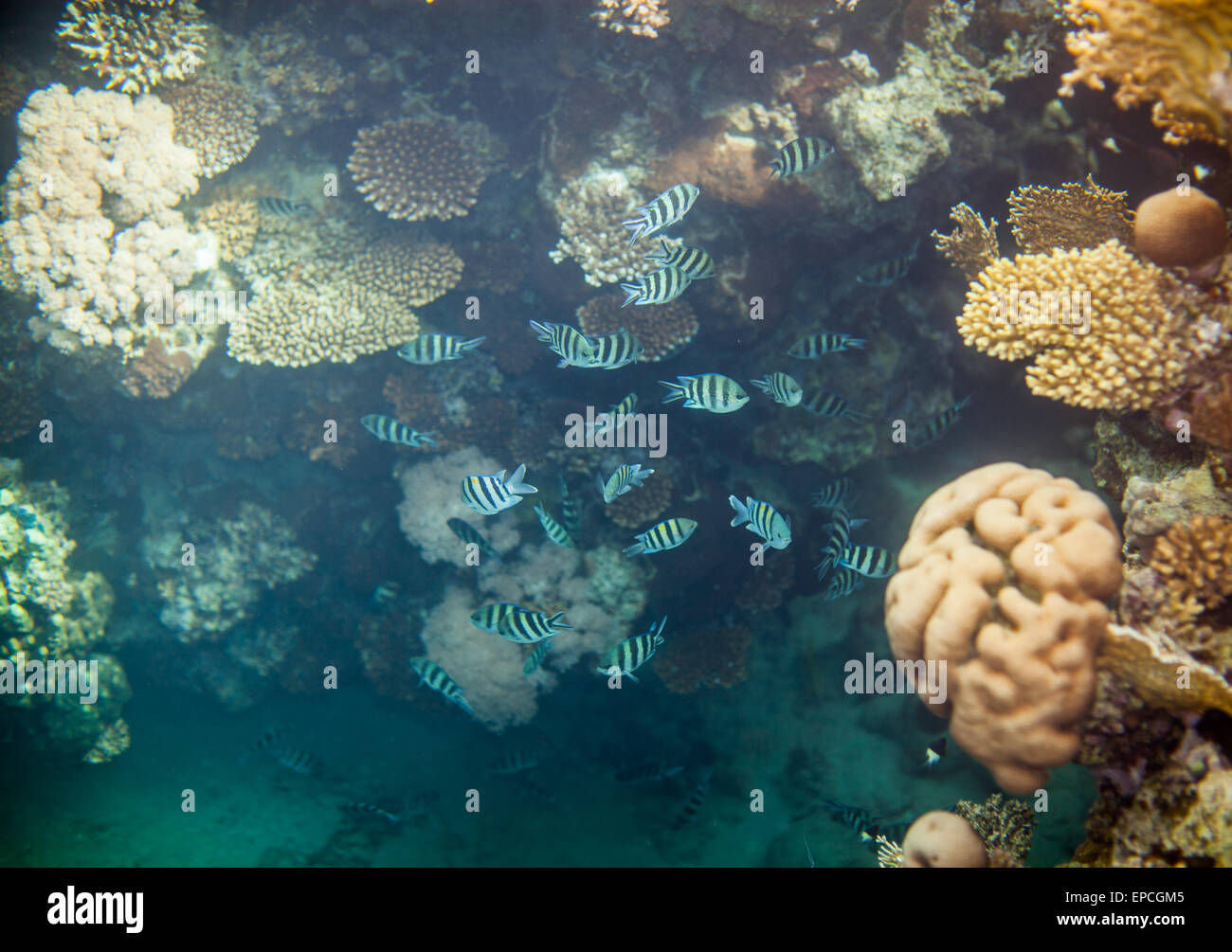 Red sea coral reef Stock Photo - Alamy
