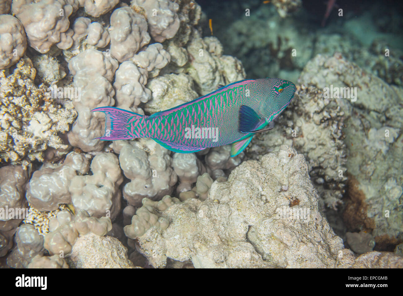 Medium size green scarus fish Stock Photo - Alamy