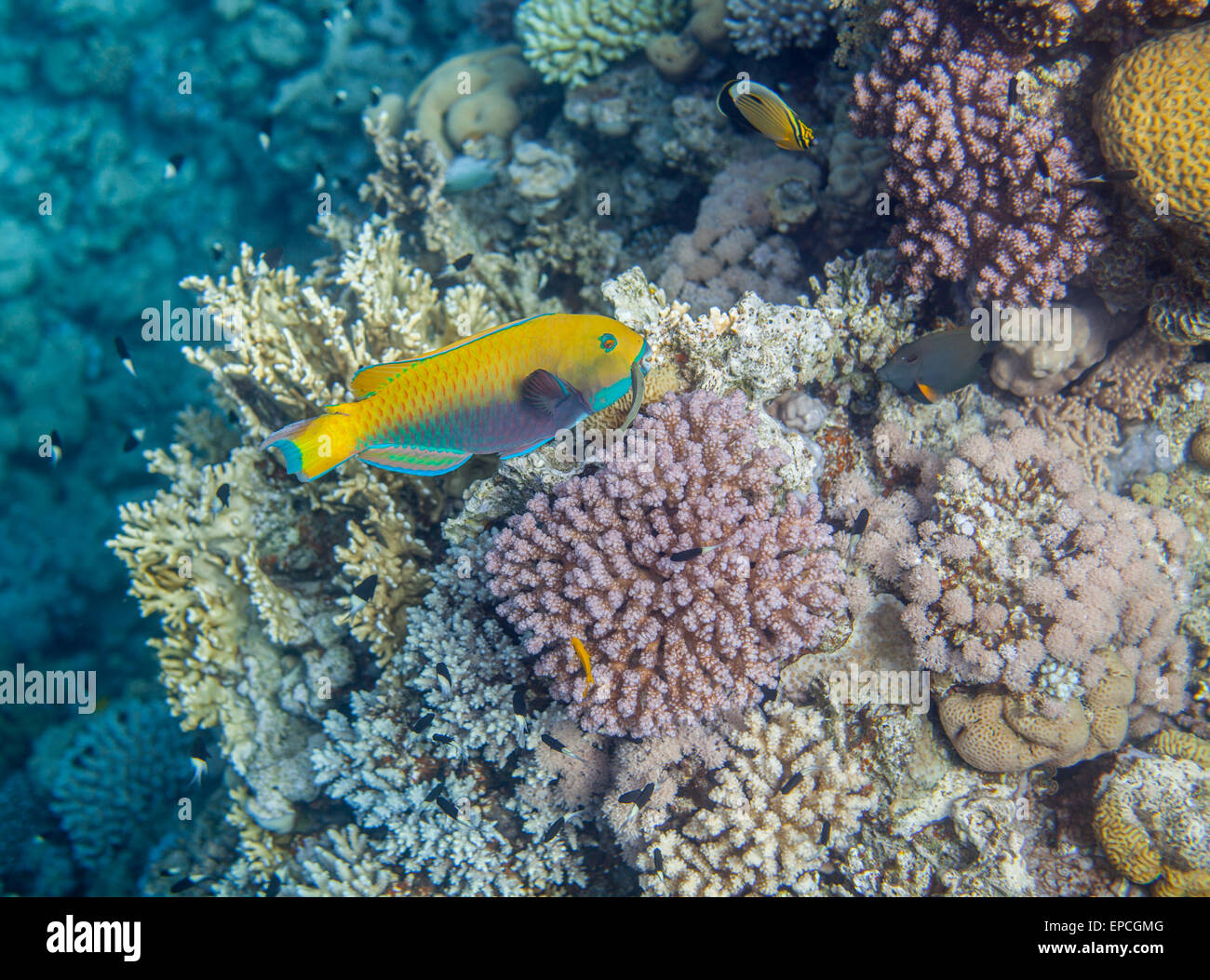 Medium size yellow scarus fish Stock Photo - Alamy