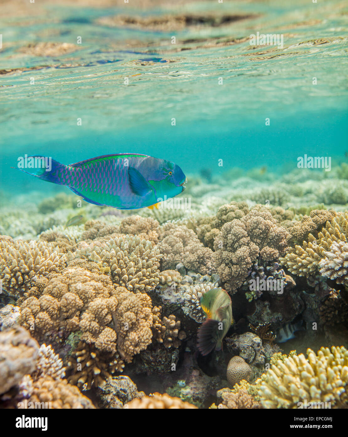Red sea parrotfish hi-res stock photography and images - Alamy