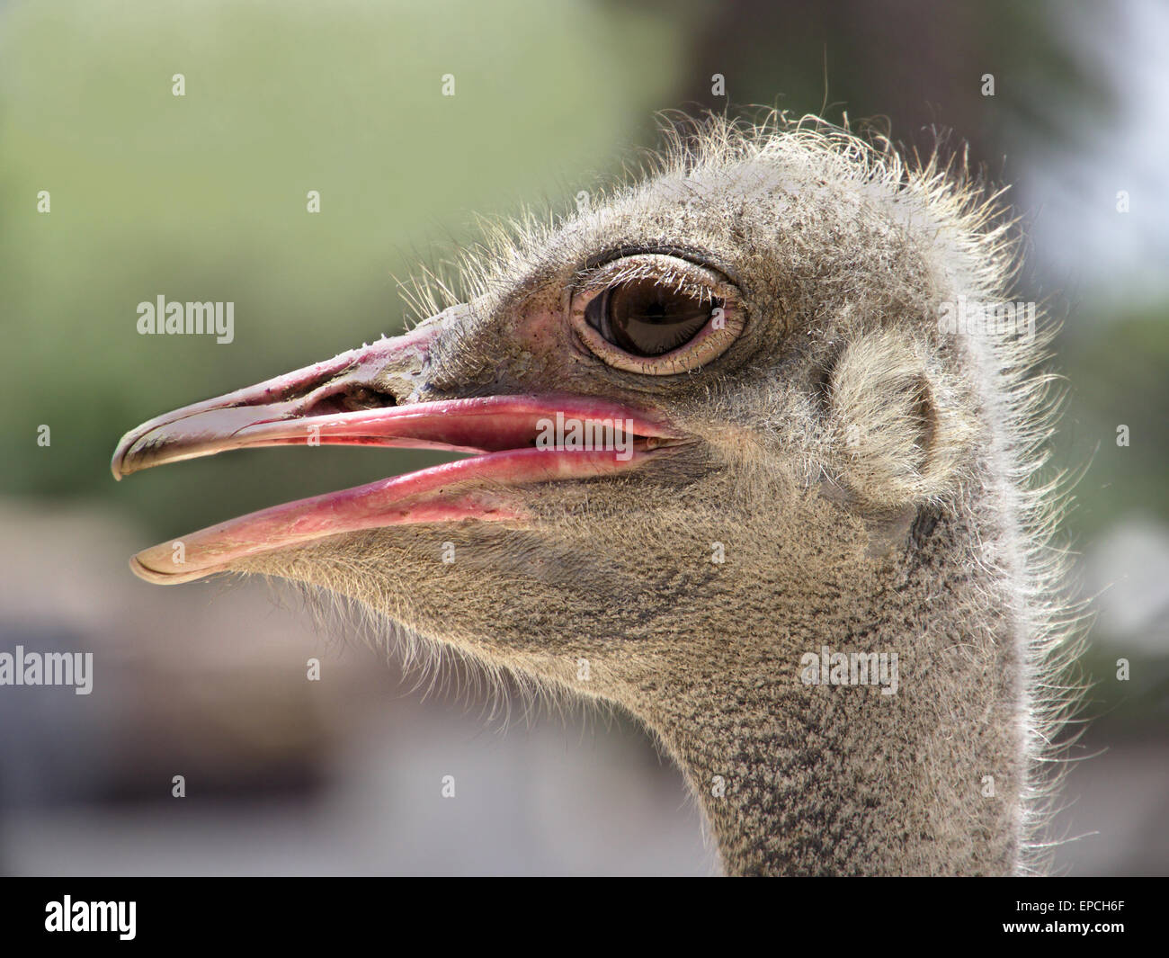 Ostrich head hi-res stock photography and images - Alamy