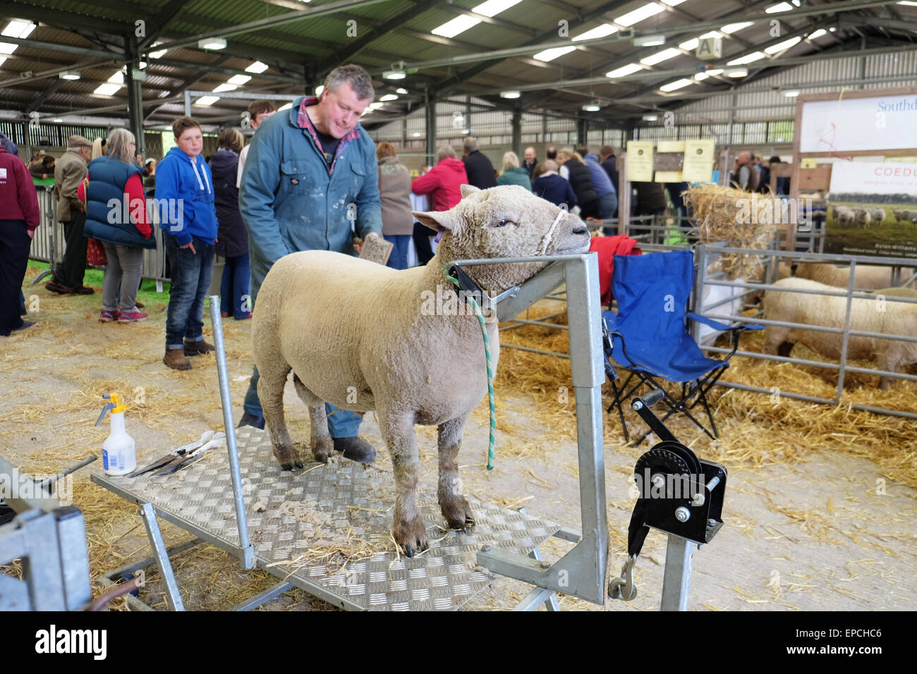 Southdown sheep hi-res stock photography and images - Alamy