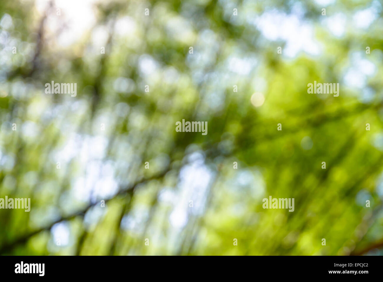 Bokeh blur from natural tree For texture background Stock Photo - Alamy