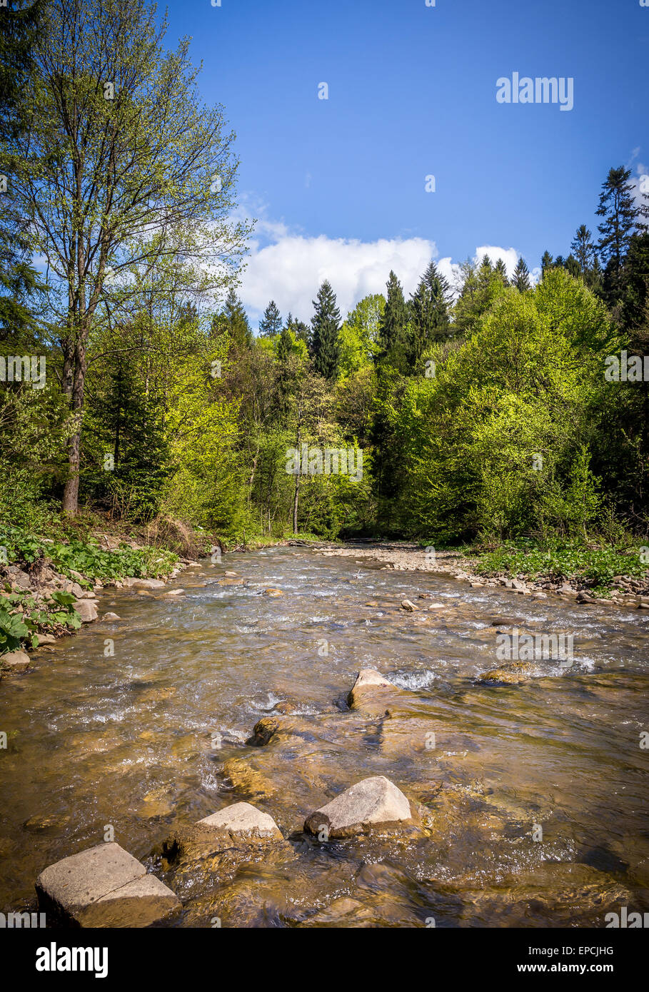 European green forest with river hi-res stock photography and images ...