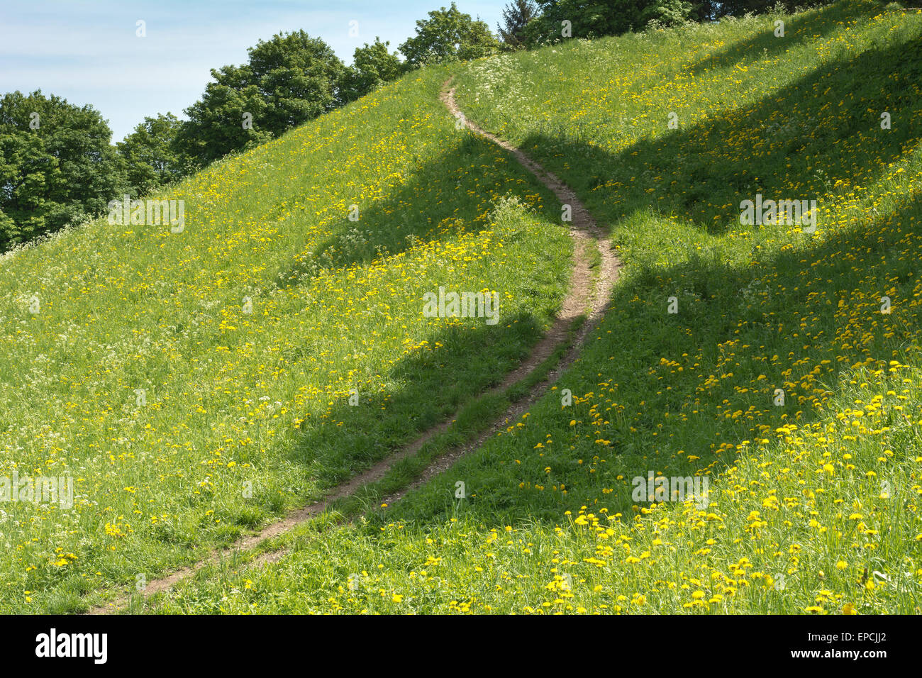 Trail Through a Peaceful Meadow with Wild Flowers in Spring Stock Photo ...