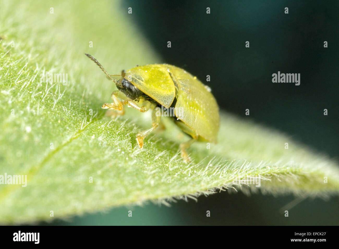Tortoise shell beetle Stock Photo - Alamy