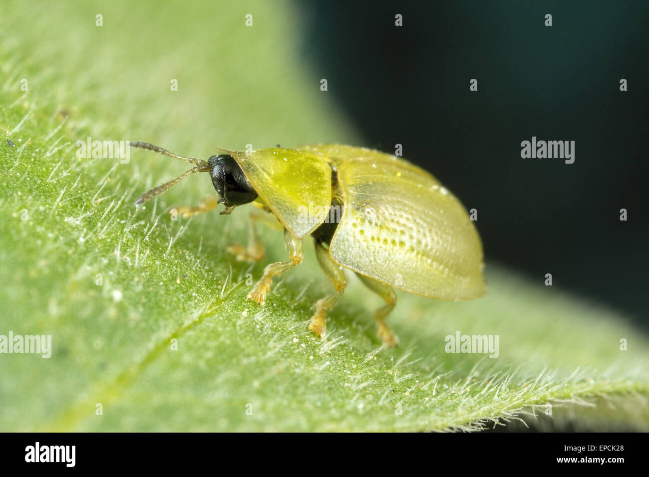 Tortoise shell beetle Stock Photo - Alamy
