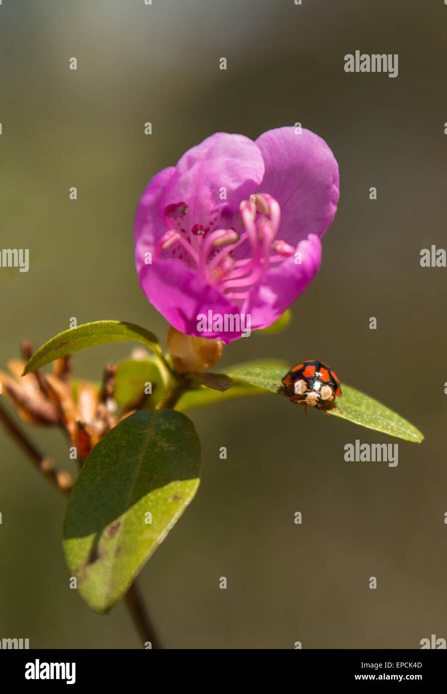 Ladybug and rhododendron flowers Altai Mountains, Siberia, Russia Stock ...